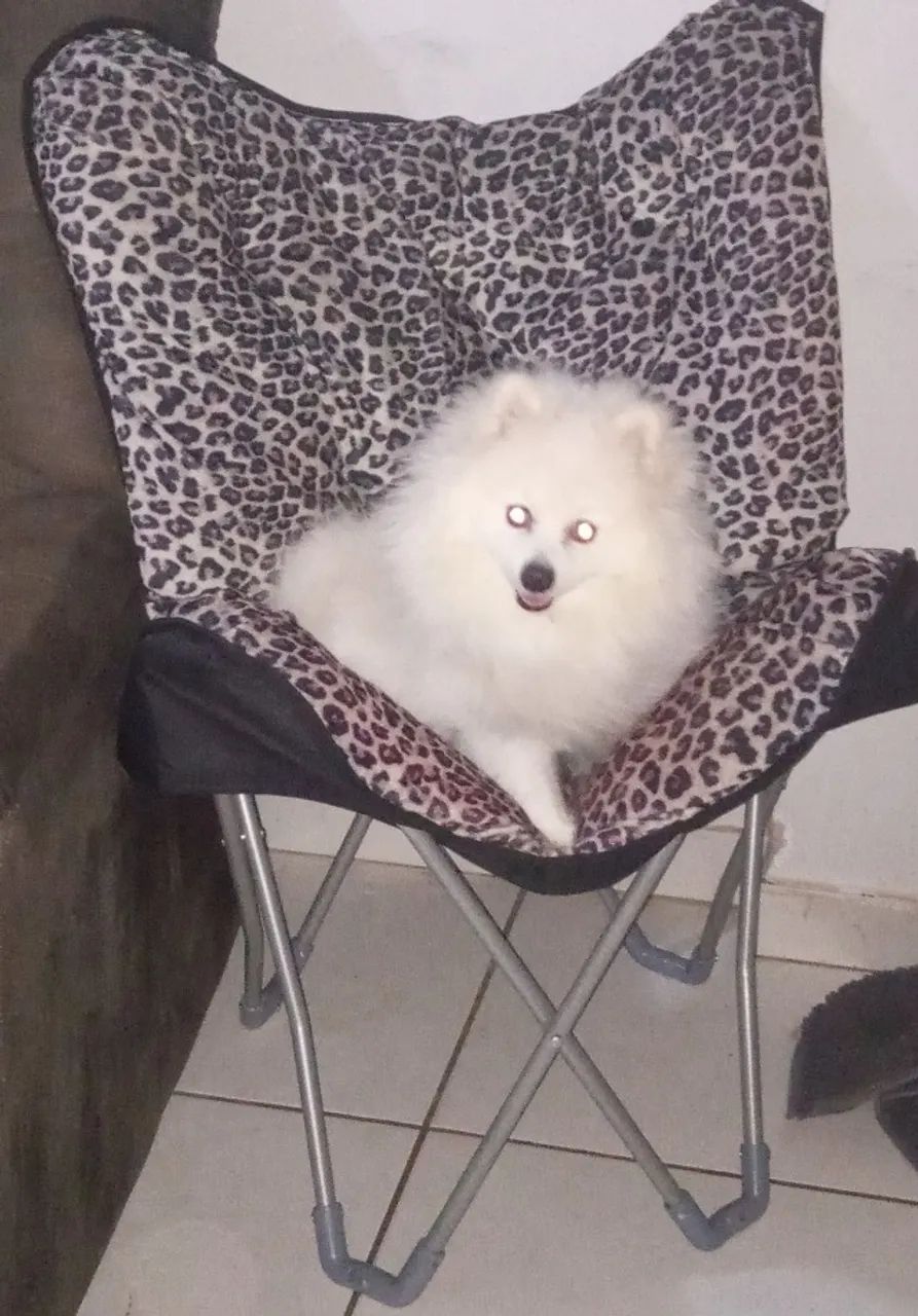 Splitz alemão lulu da Pomerânia - Cachorros - Vila Brasília, Aparecida ...