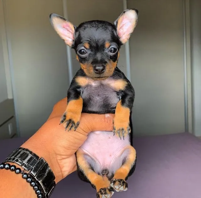 "pinscher 00 miniatura" - Cachorros no Brasil