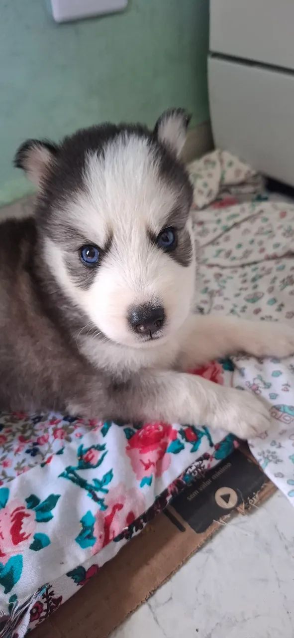 Husky Siberiano 2 meses Macho - Cachorros - Fazenda Inglesa, Petrópolis ...