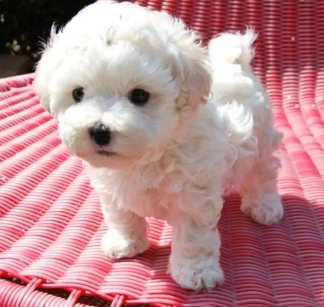 "poodle zero femea" no Brasil