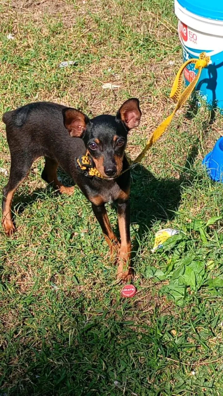 "cachorro pinscher 1" - Cachorros no Brasil