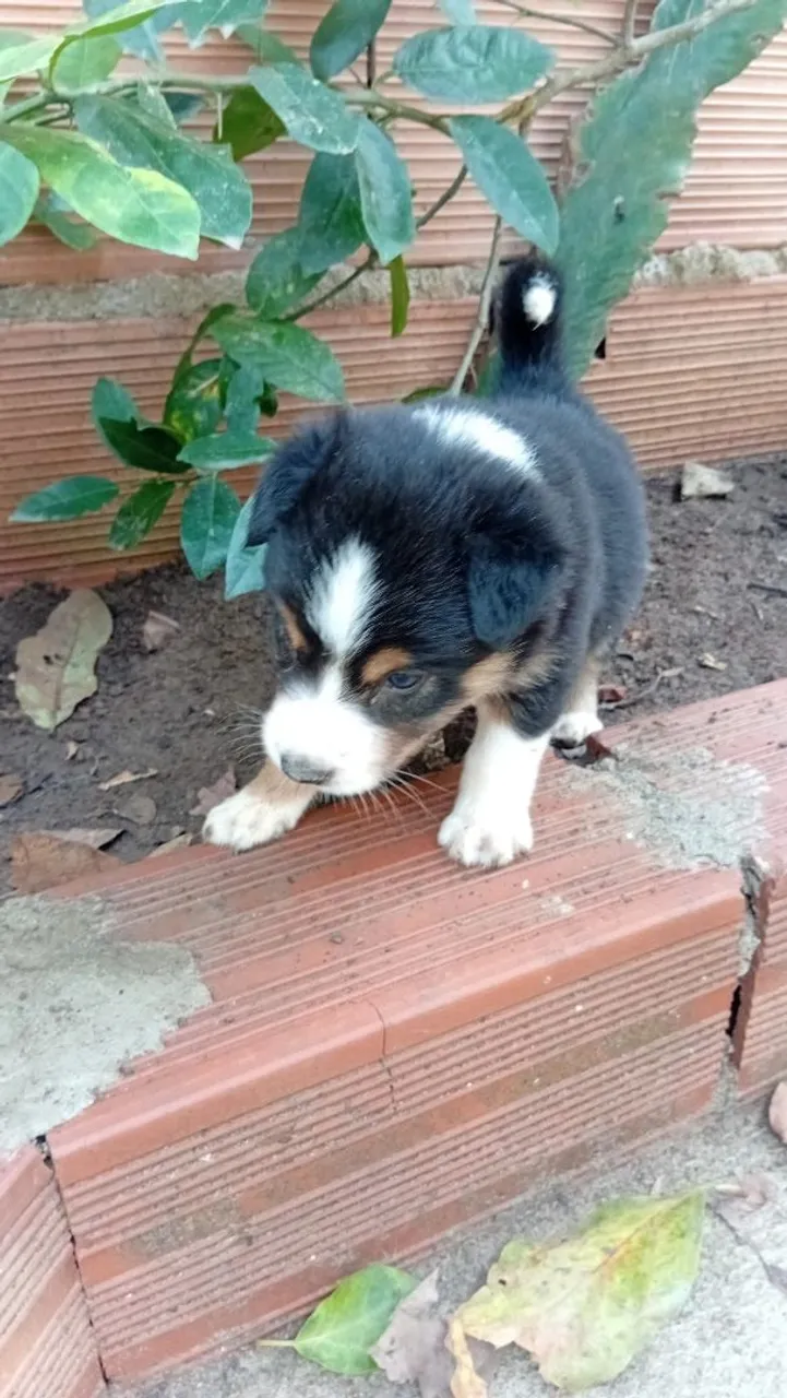 "bode filhote" no Brasil