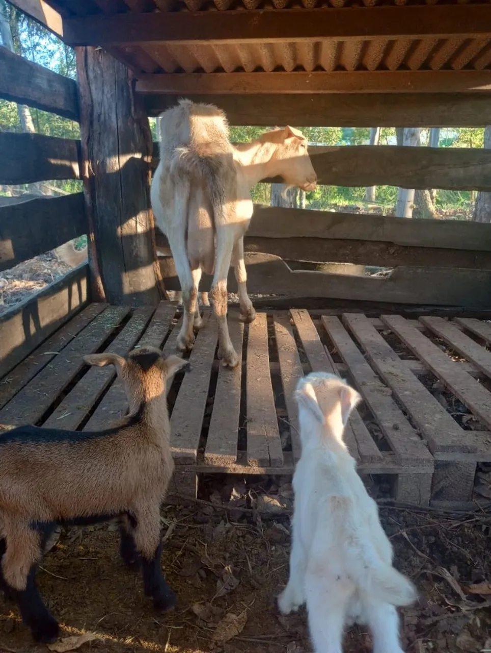 "bode filhote" no Brasil