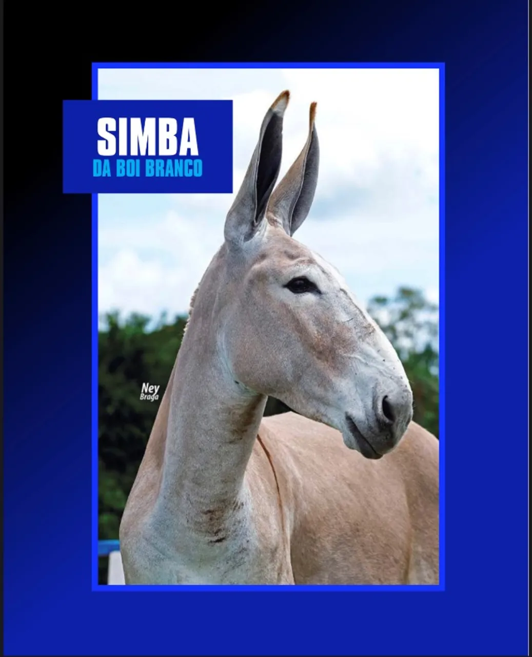 "jumentos" no Brasil