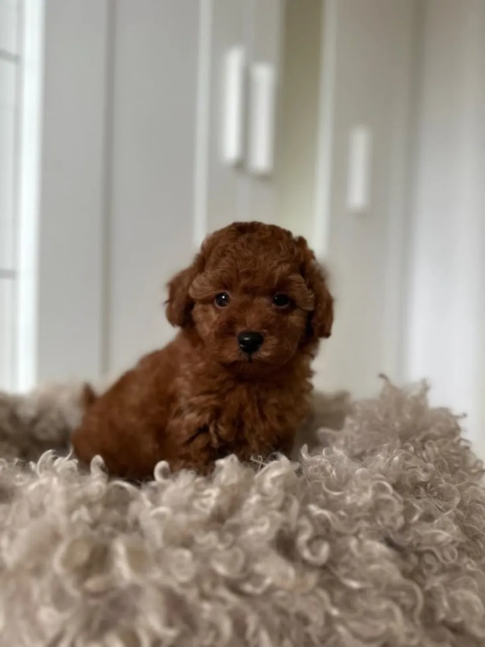 "poodle caramelo" - Cachorros no Brasil