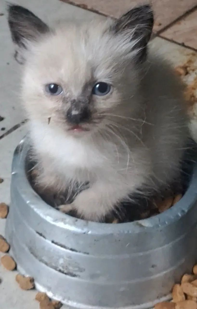 Doa se gatinho filhote - Gatos - Freguesia do Ó, São Paulo 1404640603 | OLX