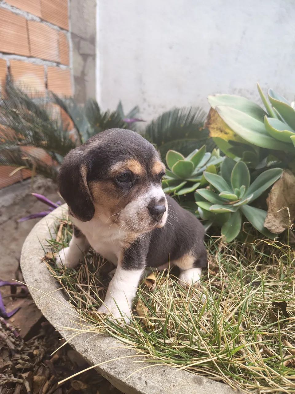 "filhotes de cachorros beagle" - Cachorros no Brasil