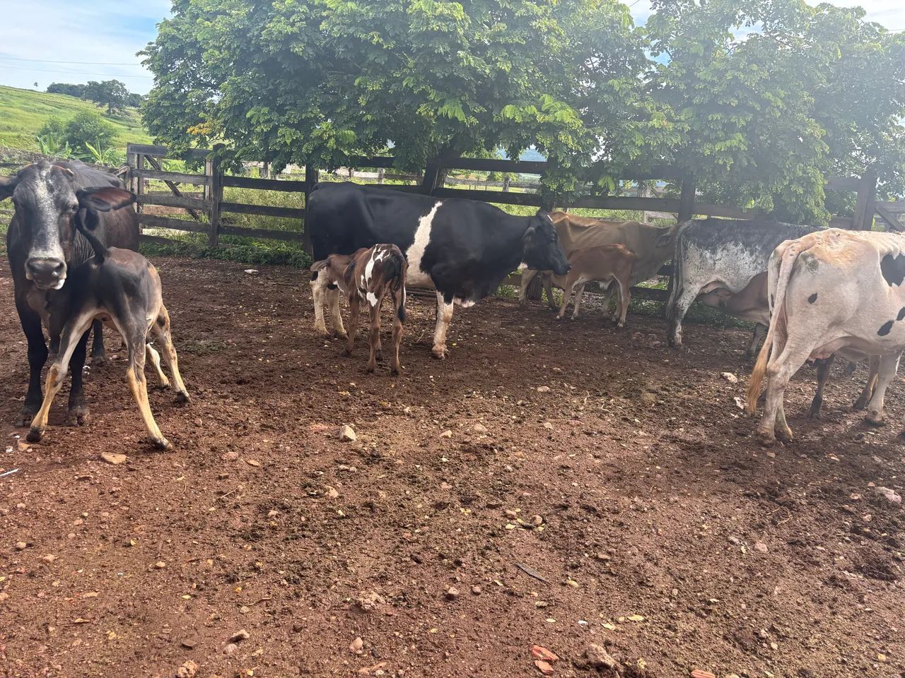 Vaca de leite - Animais para agropecuária - Itaberaí 1469240561 | OLX