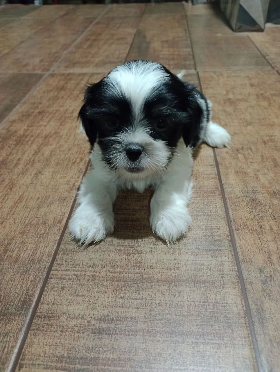 Lhasa apso - Cachorros - Setor Leste (Gama), Brasília 1469641582 | OLX