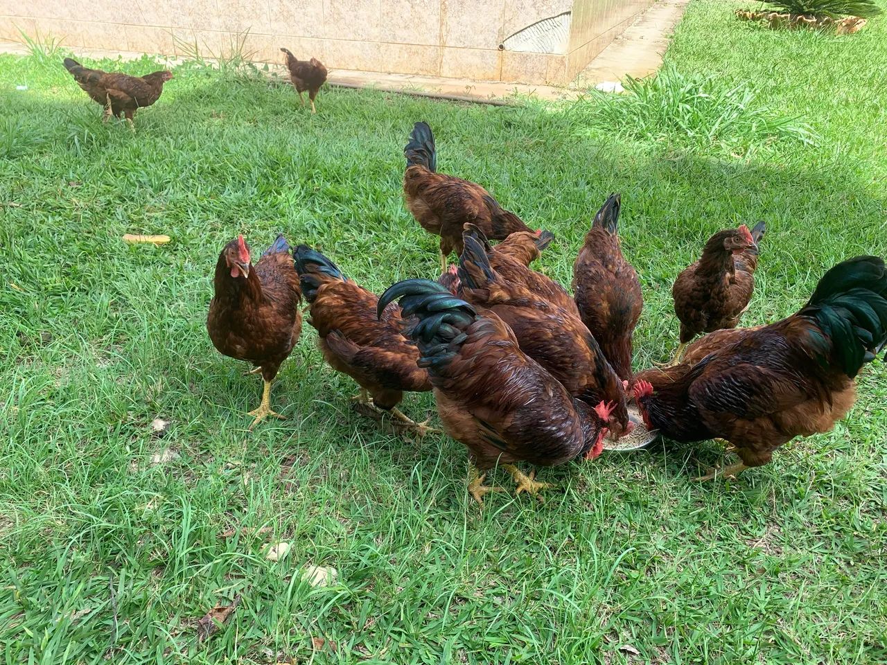 Frangos Rhode Island Red - Raça Pura - Animais para agropecuária - Área ...