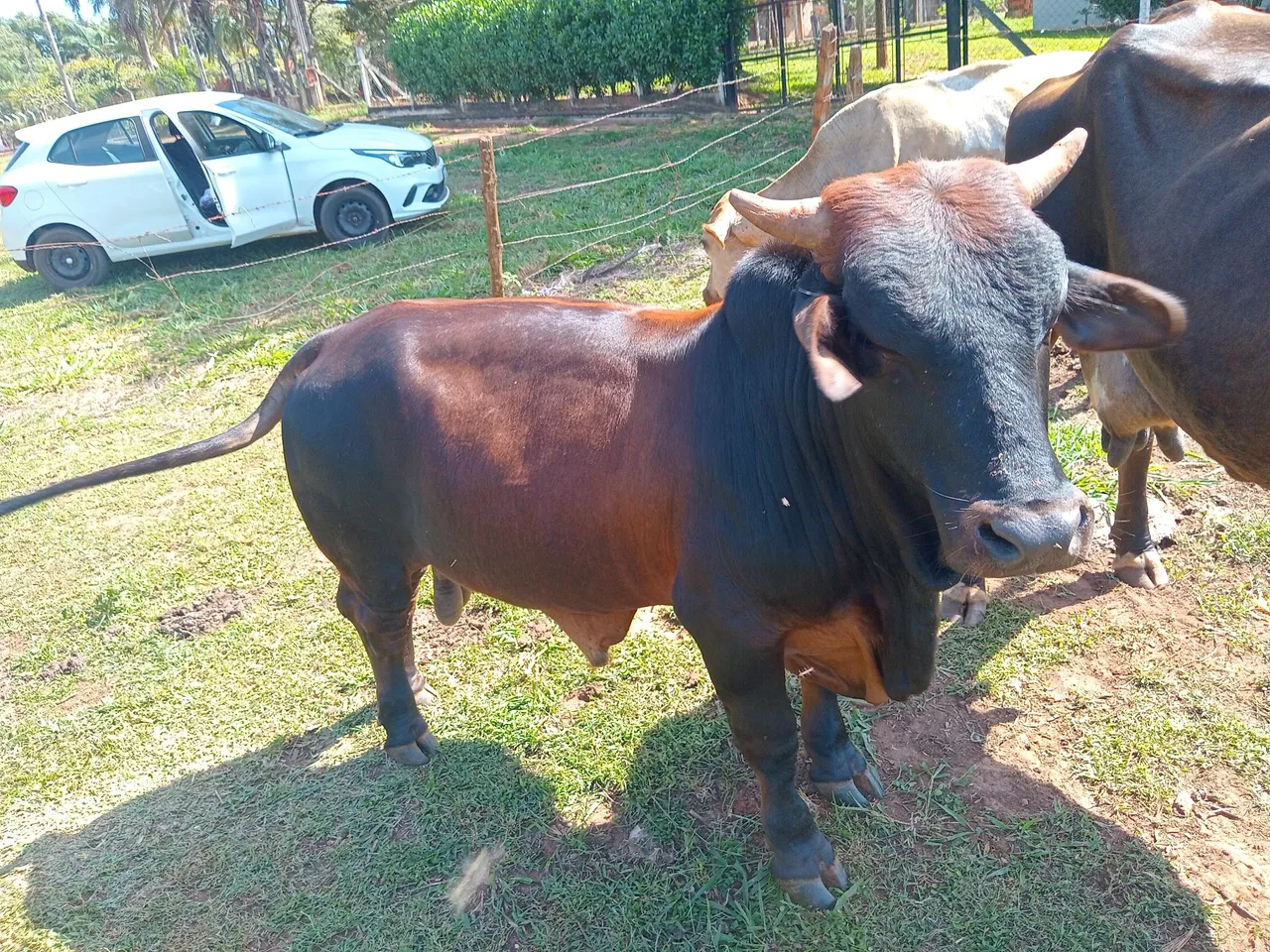 "boi mini boi" - Animais para agropecuária no Brasil