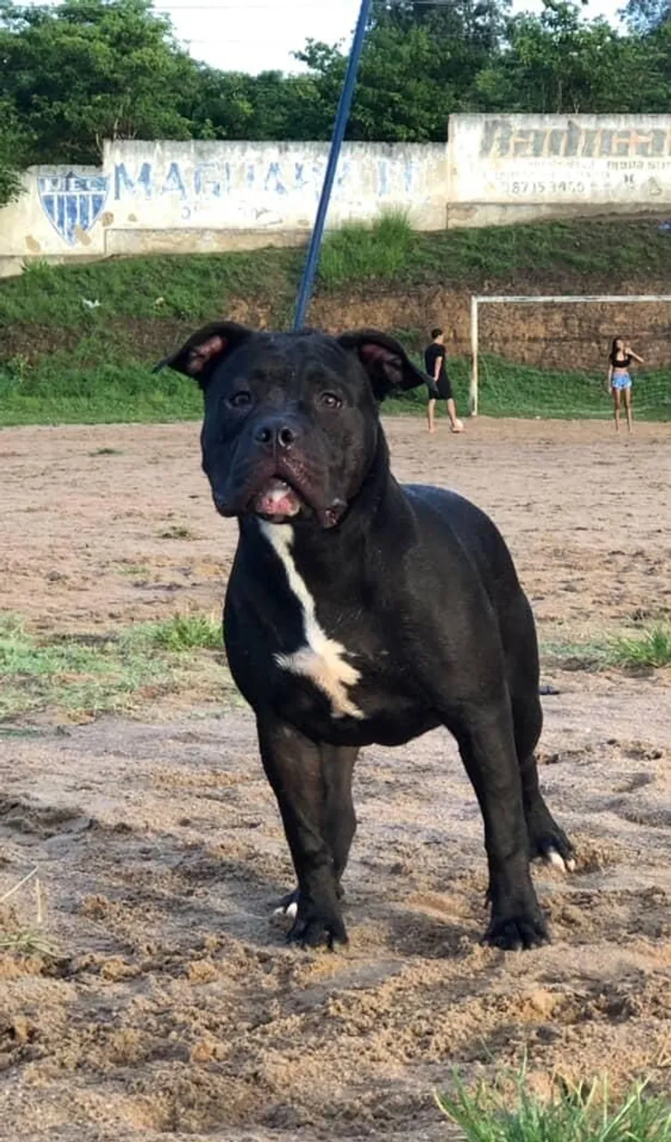 "cachorros pit monster" - Cachorros no Brasil