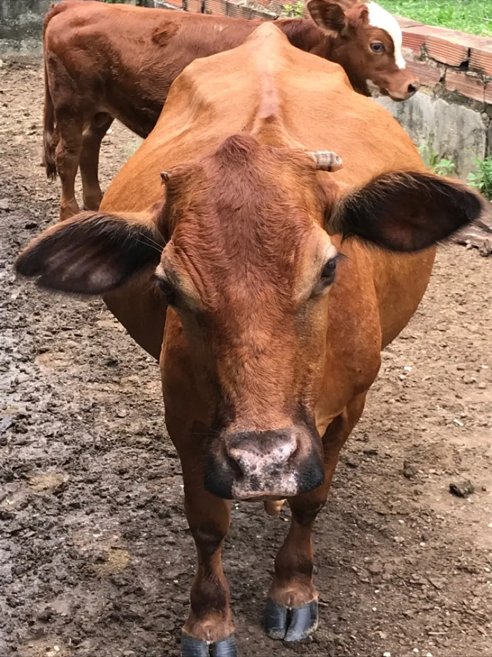"mini vaca" - Animais para agropecuária no Brasil