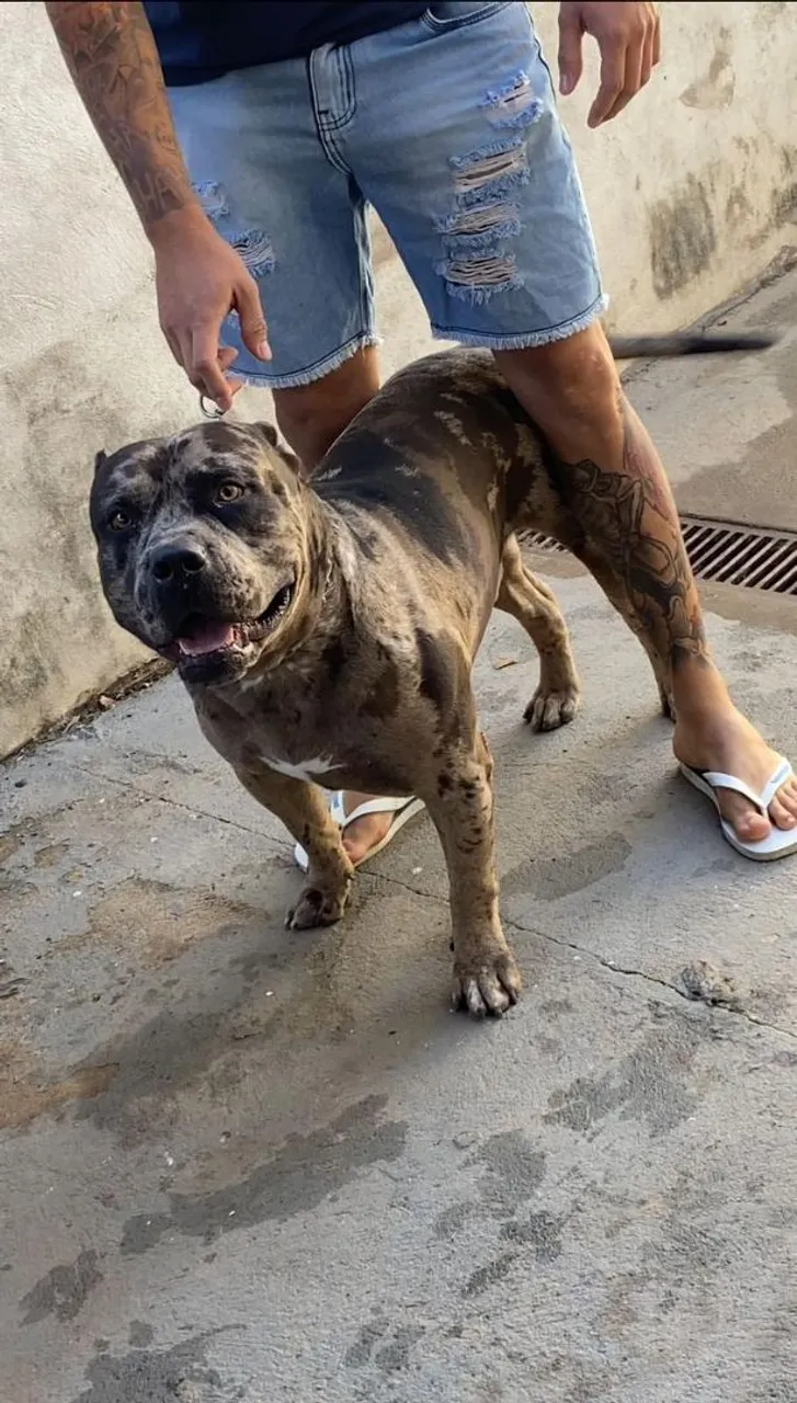 "cachorros pit monster" - Cachorros no Brasil