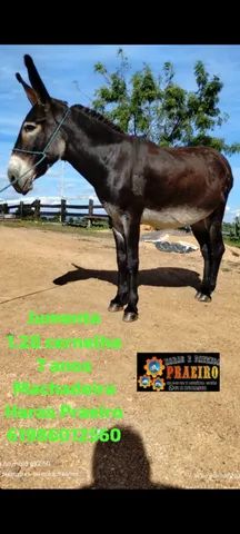 "jumentos" no Brasil