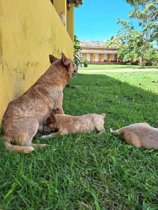 "filhotes de red heeler" no Brasil