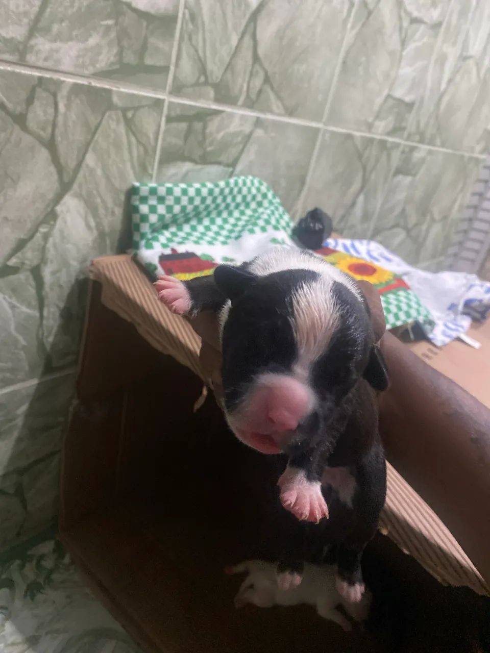 Pit bull - Cachorros - Praia Grande, Salvador 1472291388 | OLX