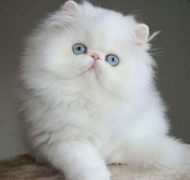 "angora com persa" no Brasil