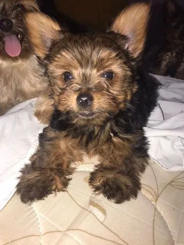 "filhotes de yorkshire puros" no Brasil