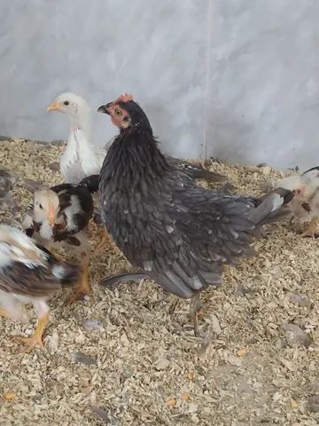 "galinhas garnizes" no Brasil