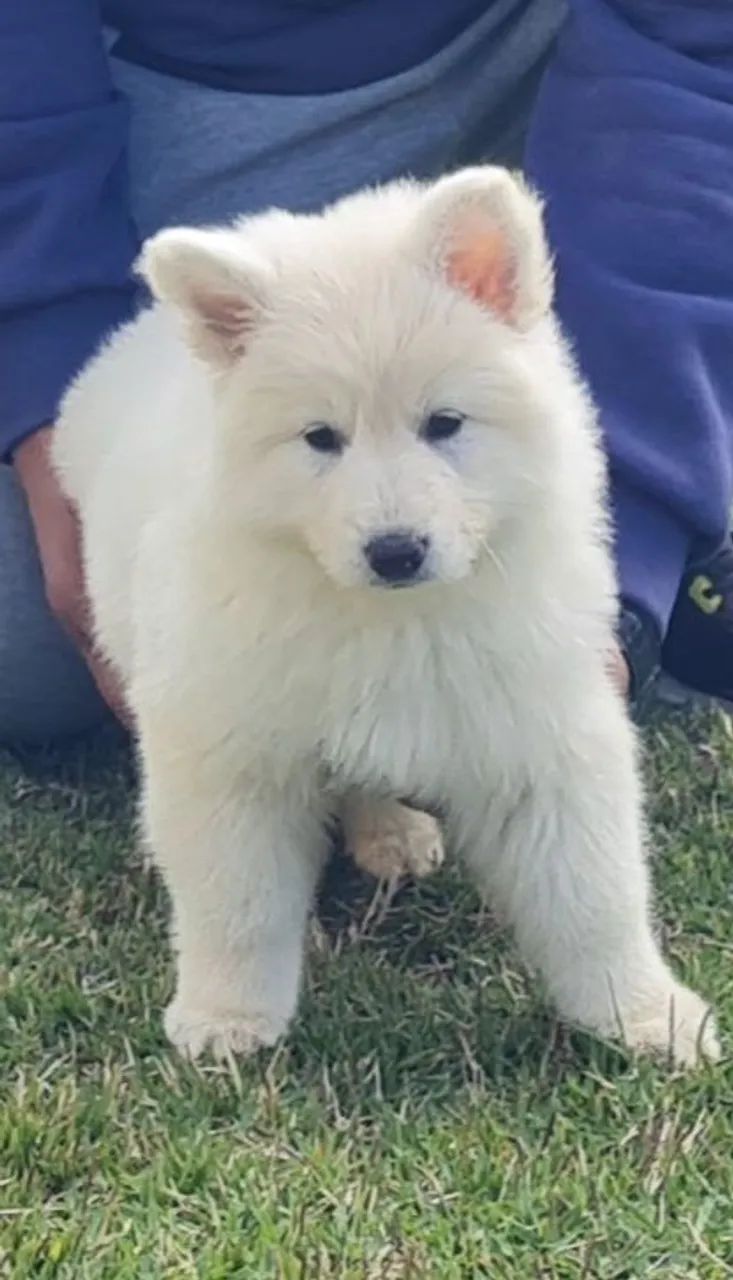 Filhotes de Pastor Suíço - Cachorros - Campo Largo da Roseira, São José ...