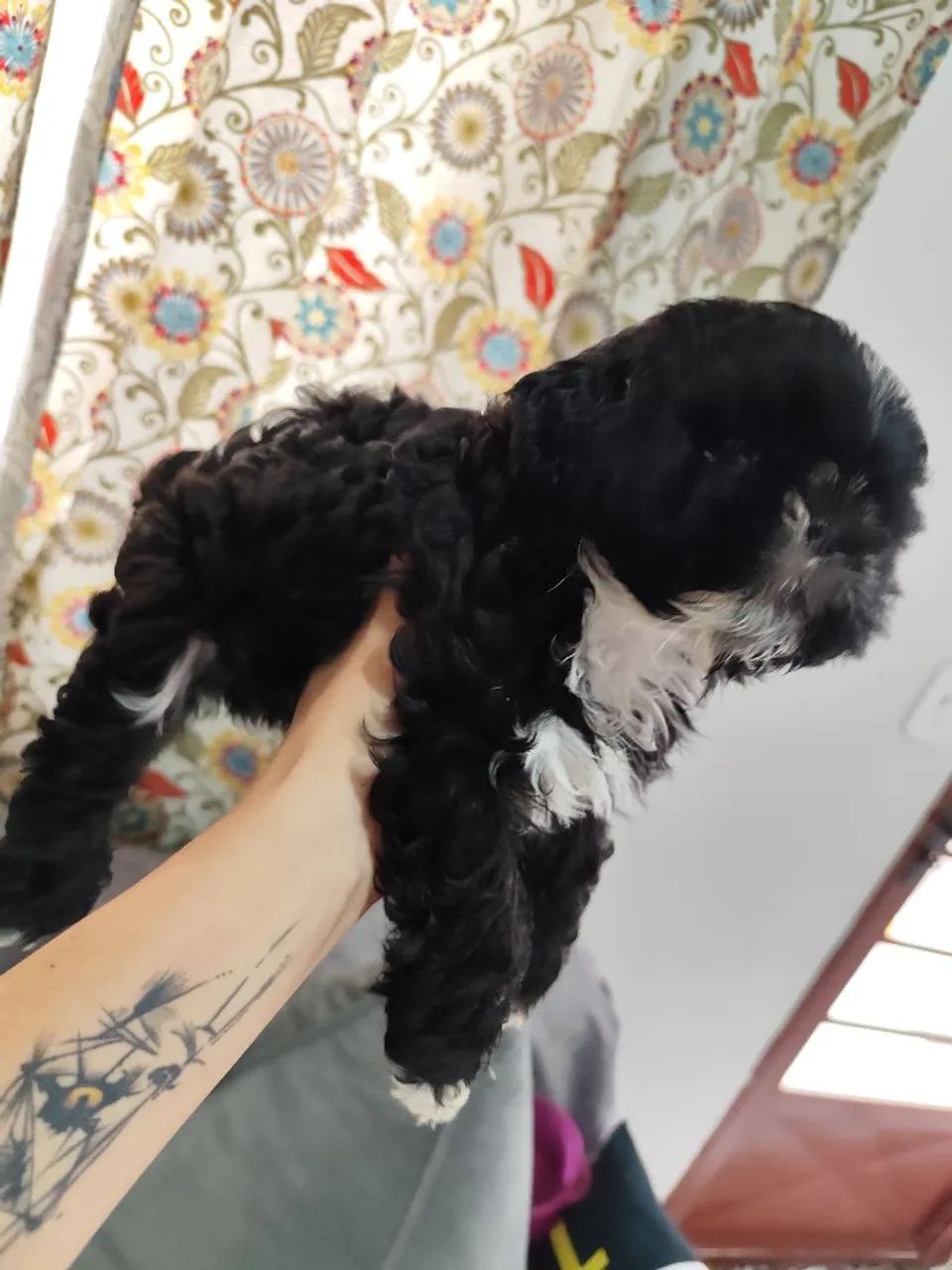 Filhote de Mini Shitzu disponível macho ,45 dias - Cachorros ...