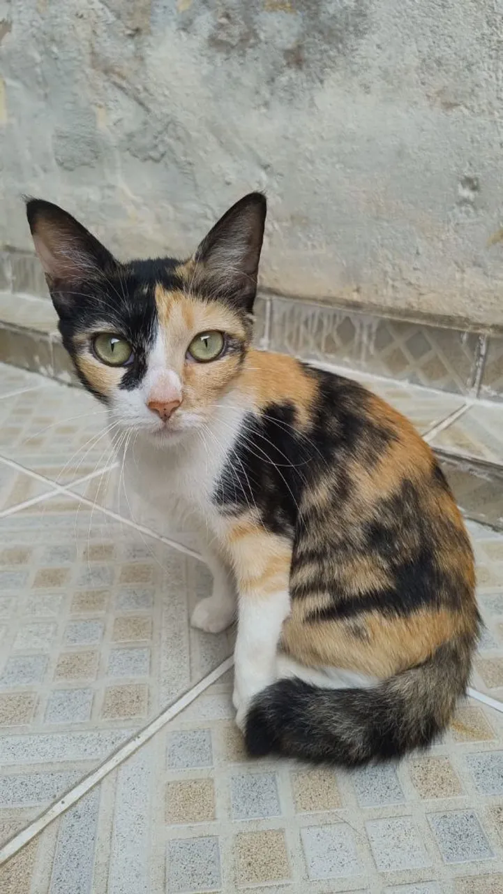 "gata tricolor" - Gatos no Brasil