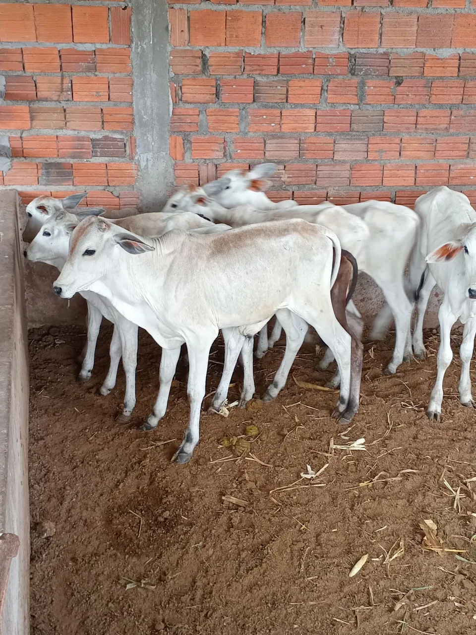 "bezerro nelore" - Animais para agropecuária no Brasil