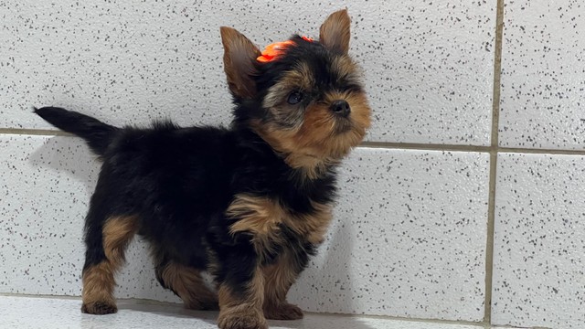 Filhotes de yorkshire micro | +7296 anúncios na OLX Brasil