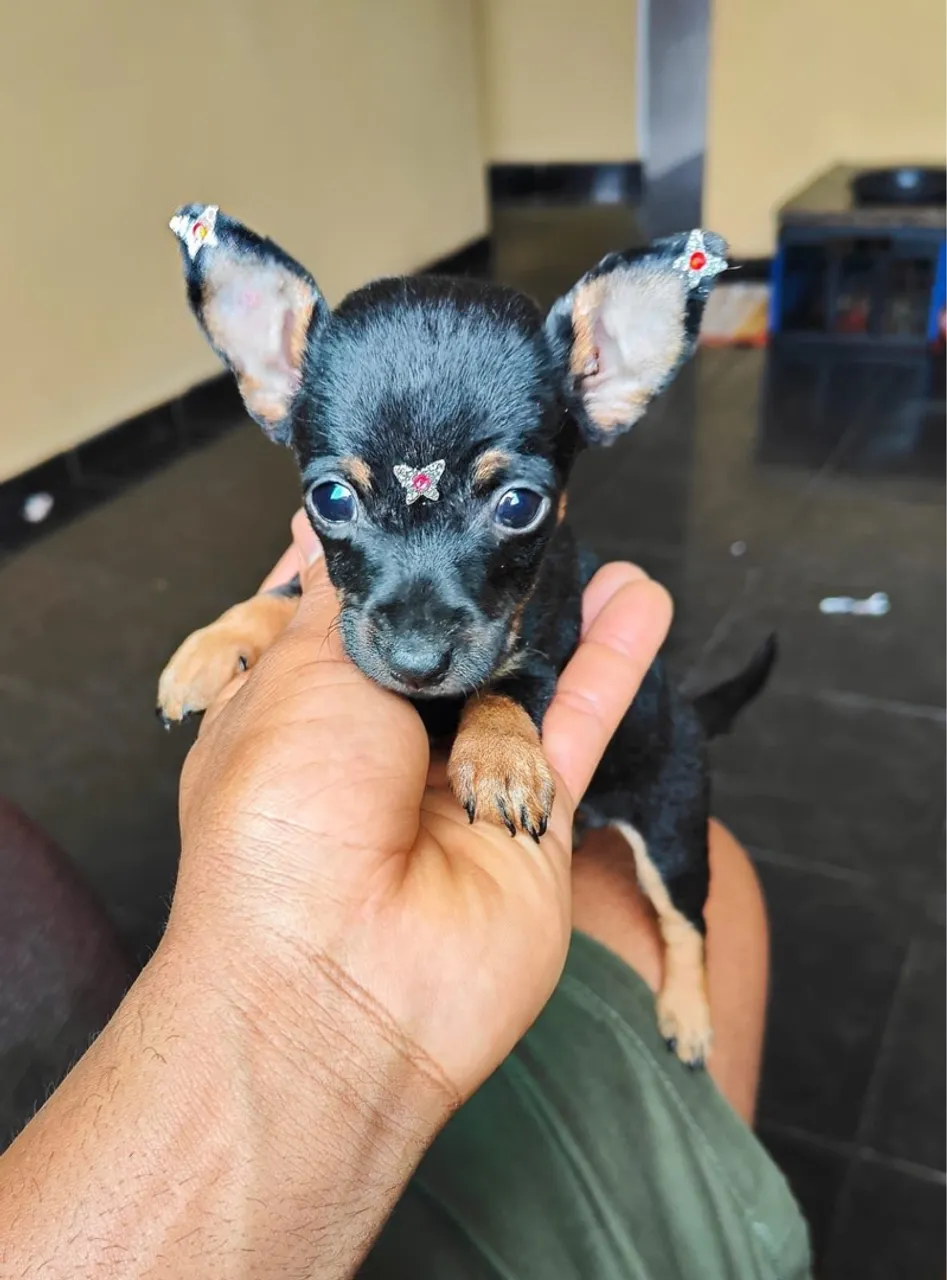 Cachorros no Brasil