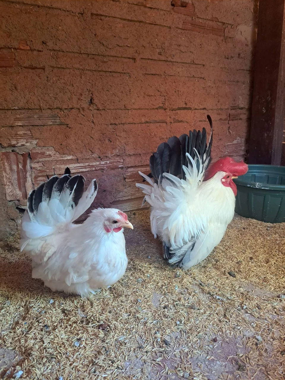 Animais para agropecuária em Goiás