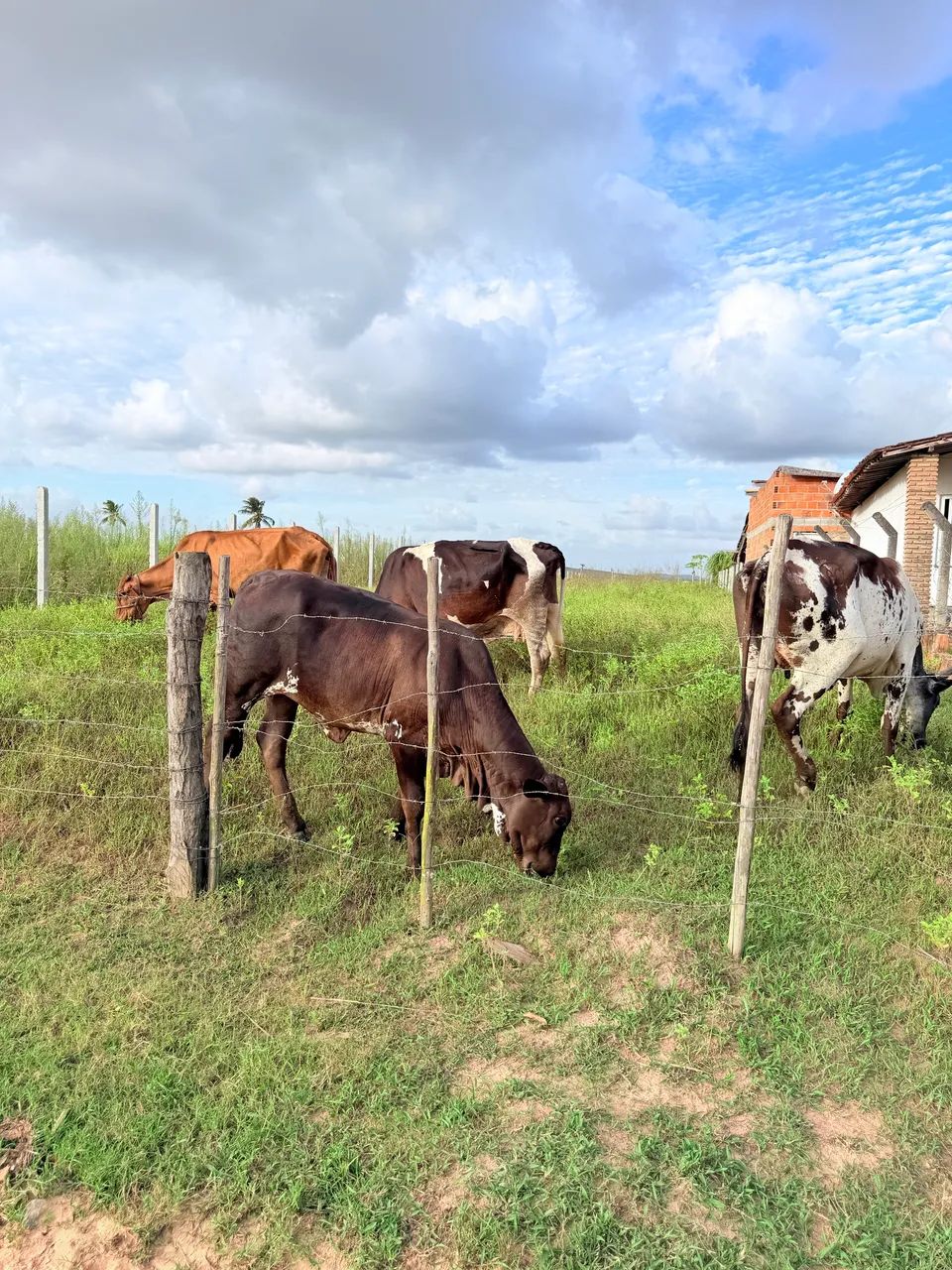Vacas parida de bezerros Nelore - Animais para agropecuária - Lagarto ...