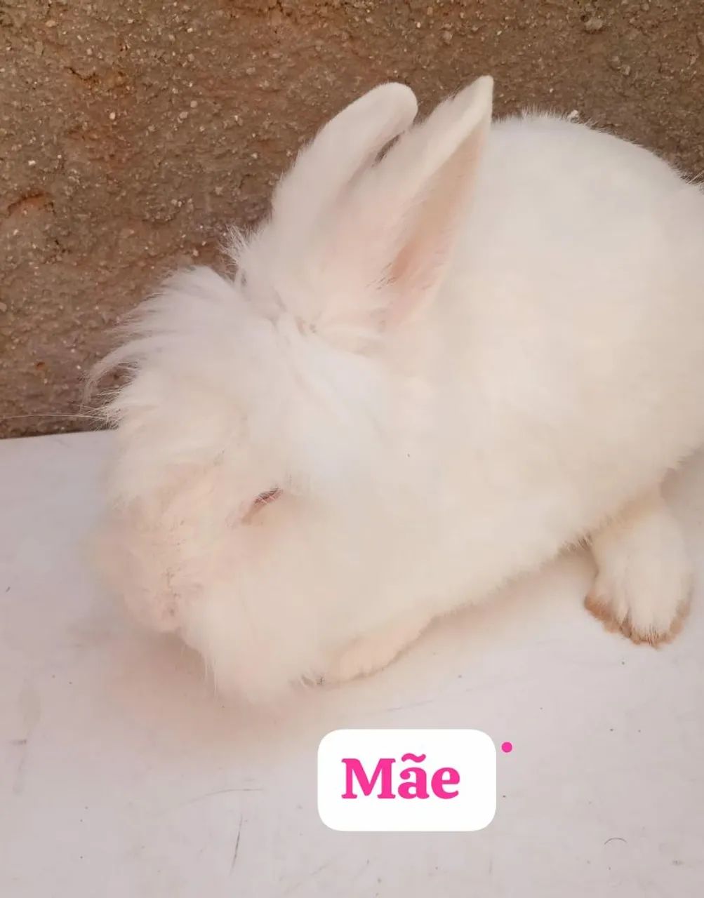 Venda de coelhinhos mini Lion ? - Cachorros - Inhoaíba, Rio de Janeiro ...