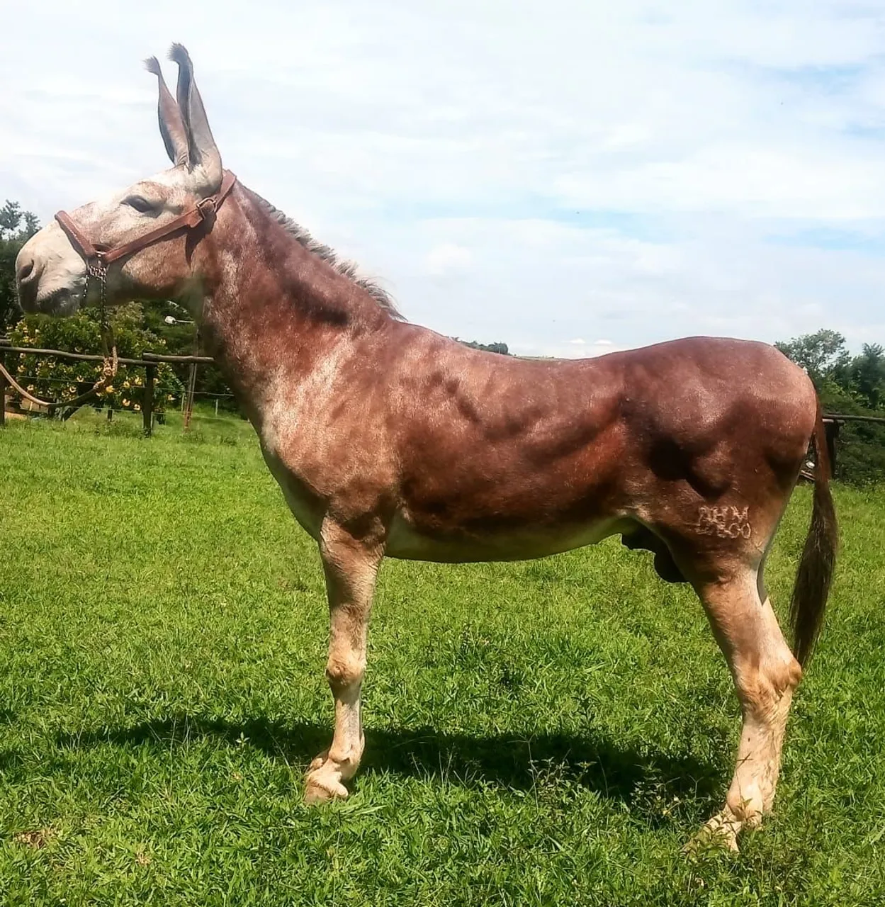 "uma mula" no Brasil