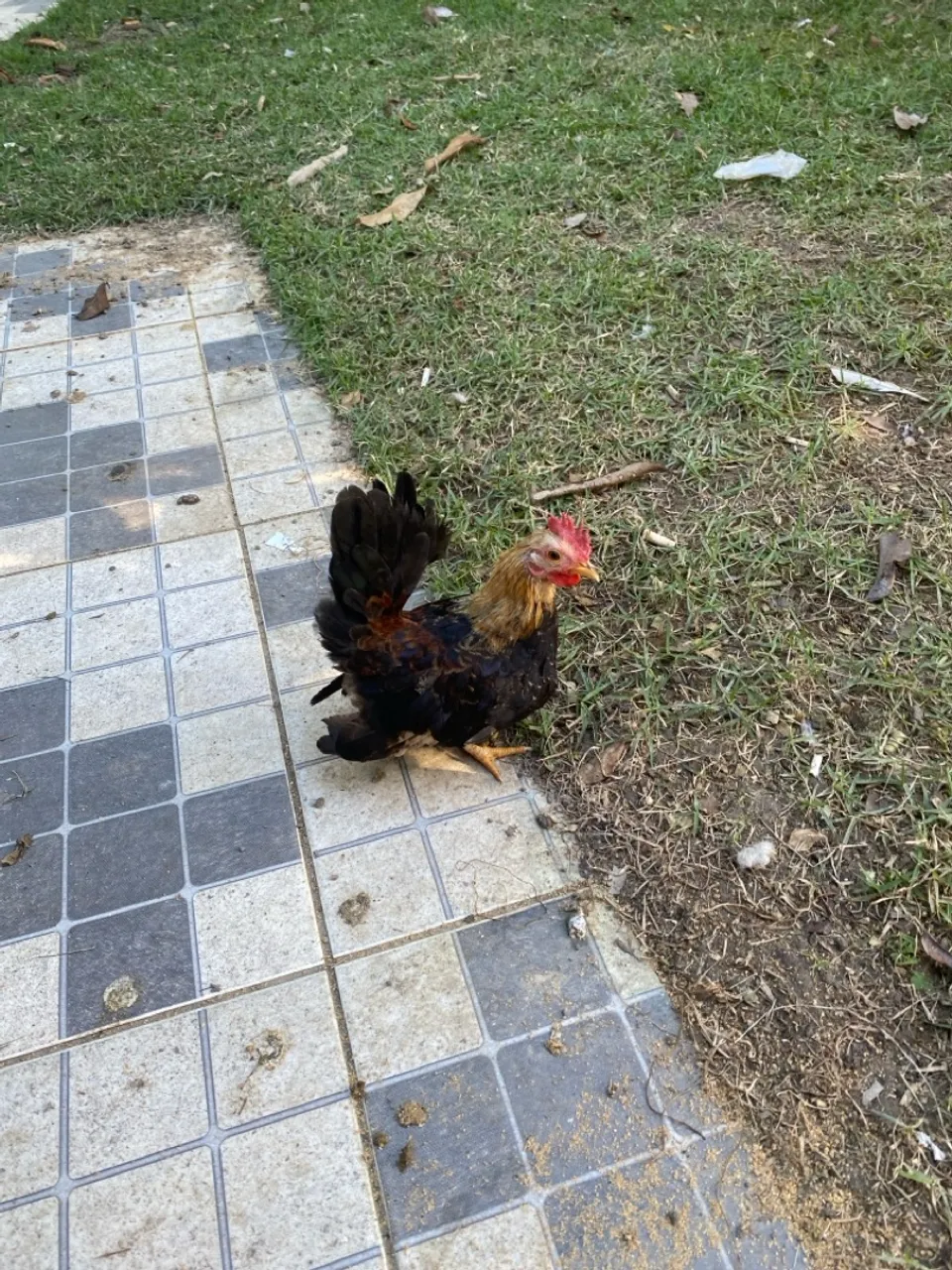 "mini garnizes" no Brasil