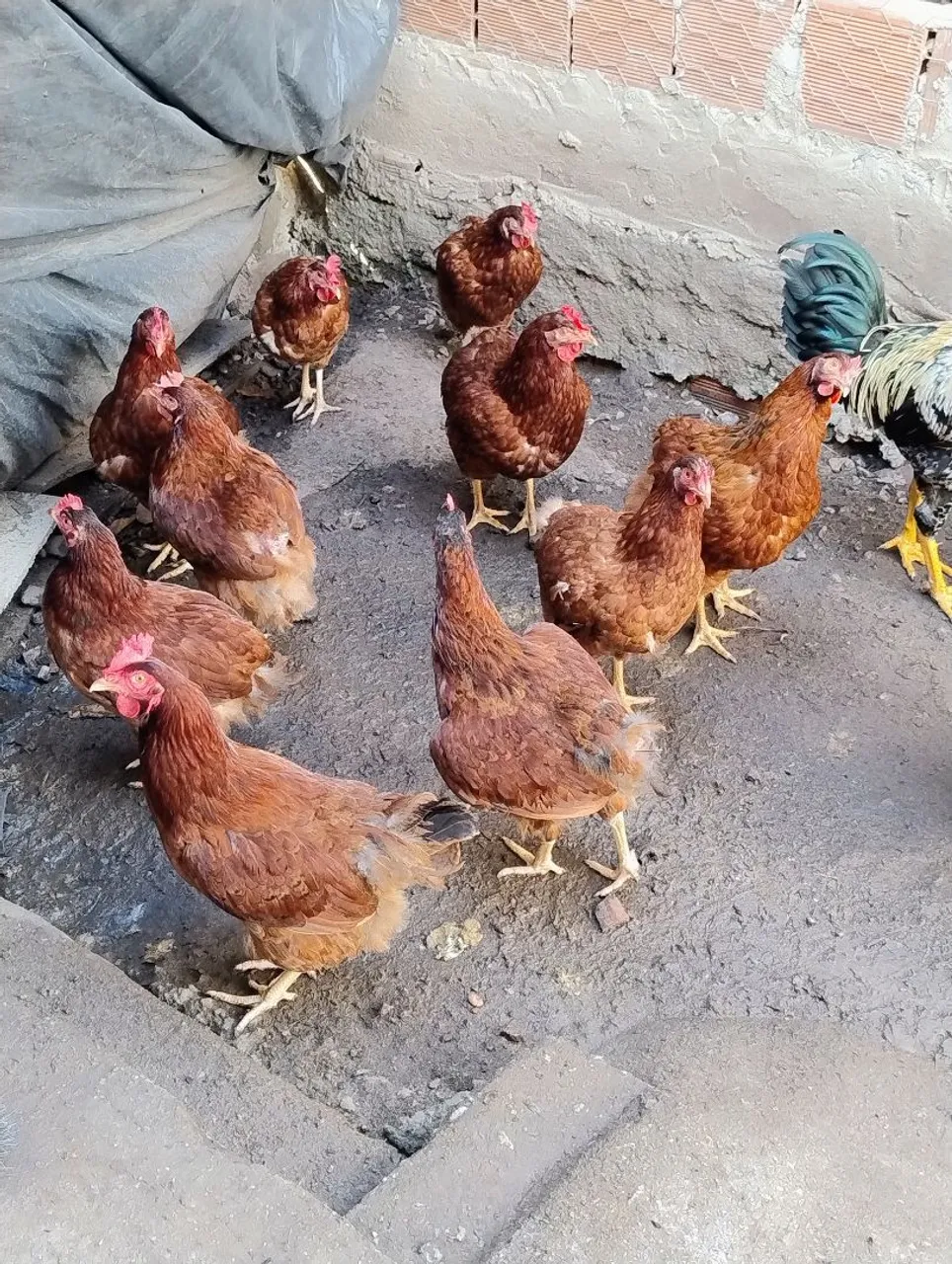 "galinhas embrapa 051" no Brasil