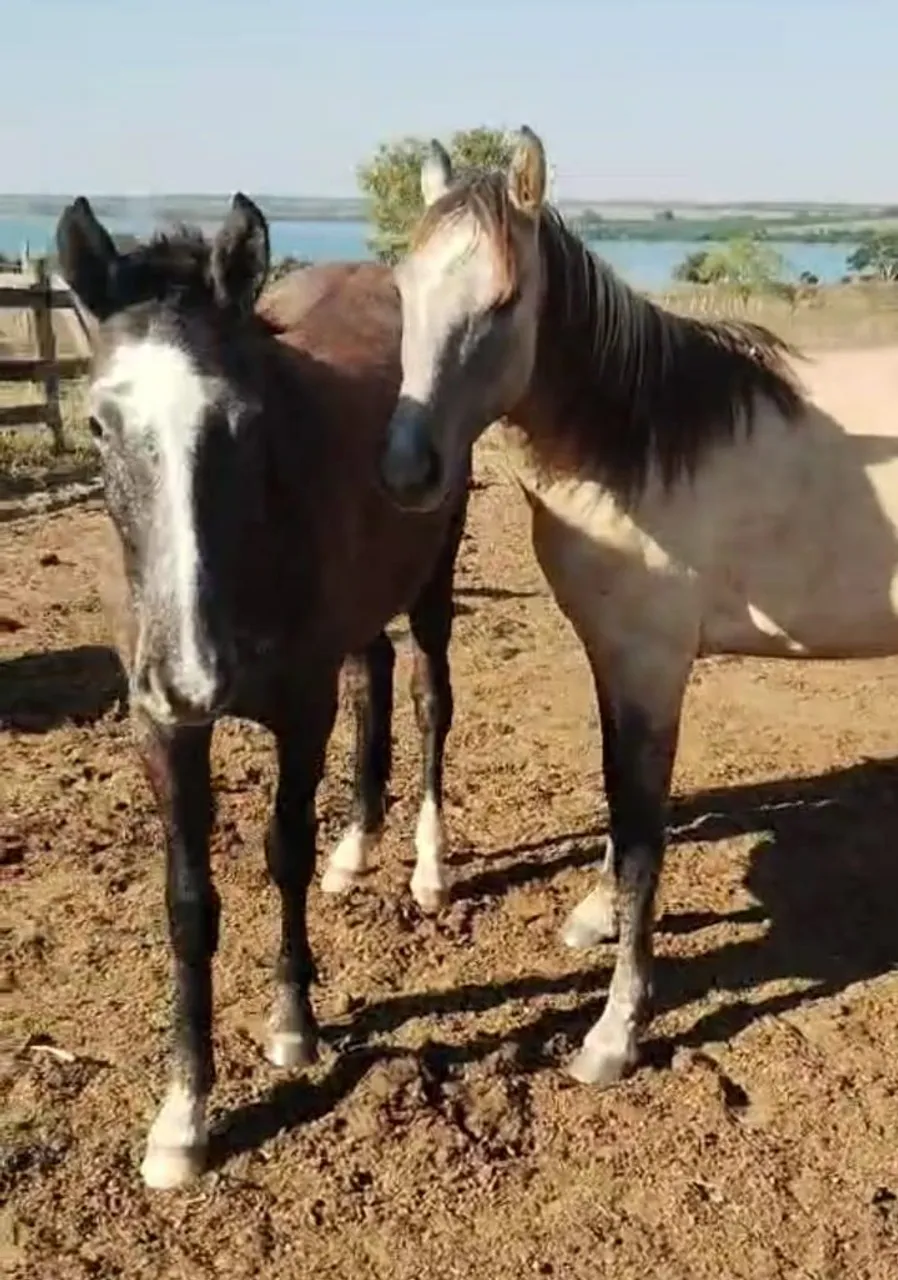 "potros e potras" no Brasil