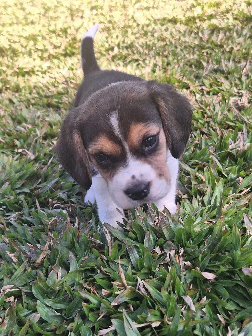"filhotes de cachorros beagle" - Cachorros no Brasil