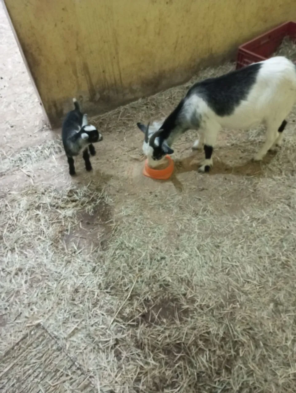 "mini cabras" no Brasil