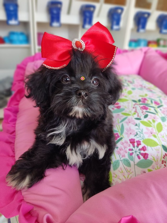 Mini lhasa apso | +2962 anúncios na OLX Brasil