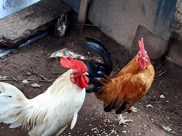 Garnize nagazak | +5 anúncios na OLX Brasil