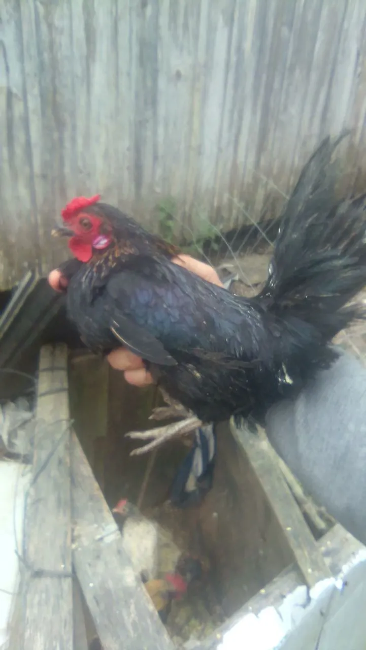 "garnizes nagasaki" no Brasil