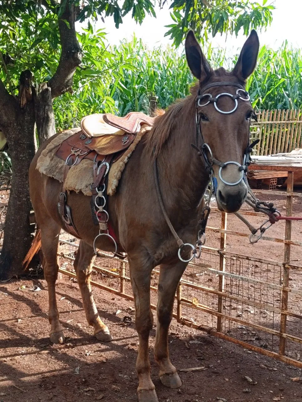 "uma mula" no Brasil