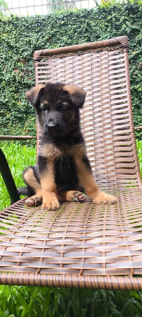 Pastor alemão macho - Cachorros - Santa Bárbara do Sul 1466076132 | OLX