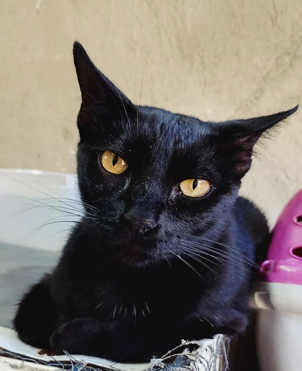 Linda gata para adoção , CASTRADA, VACINADA e Vermifugada - Gatos ...