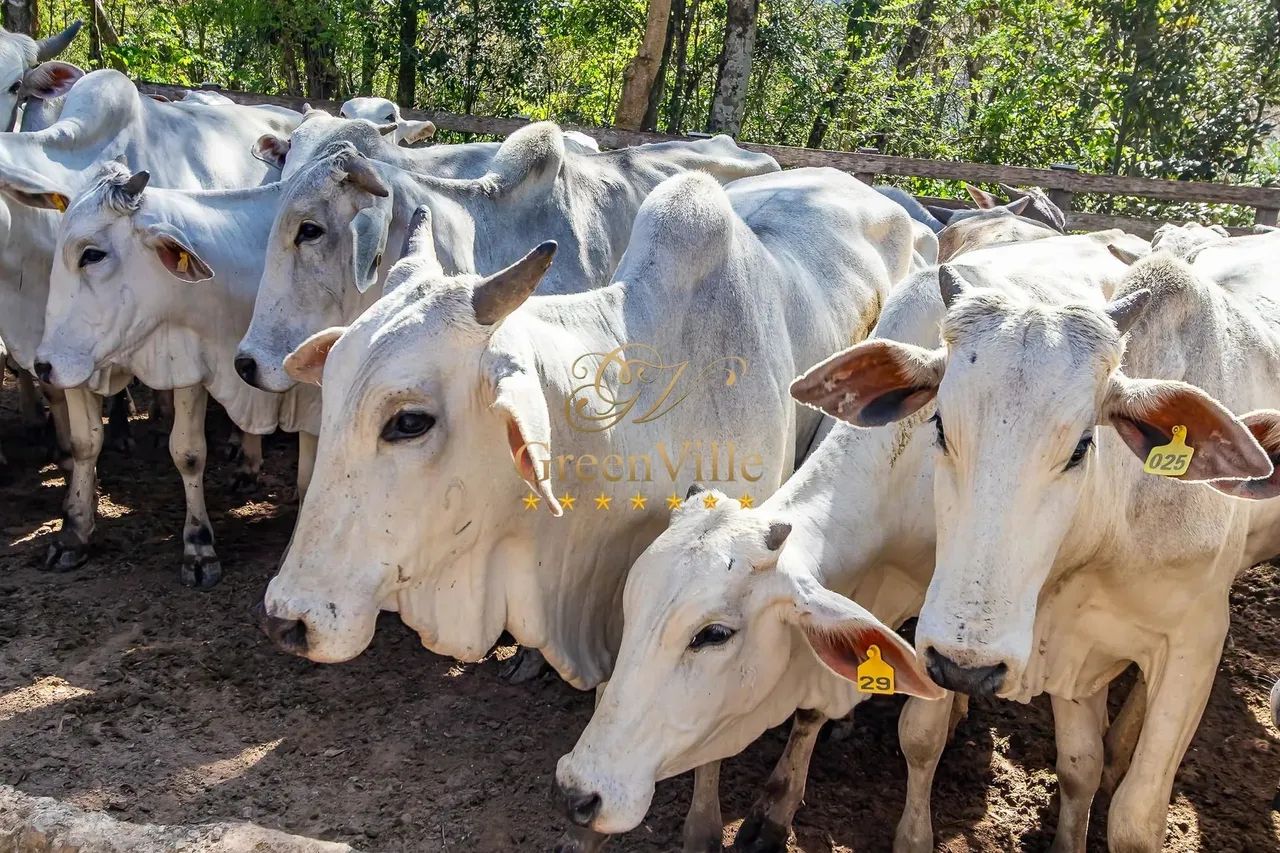 Campo Largo, 213 há, 88 Alq , 47,68 alq de pasto,95 cabeças de Gado ...