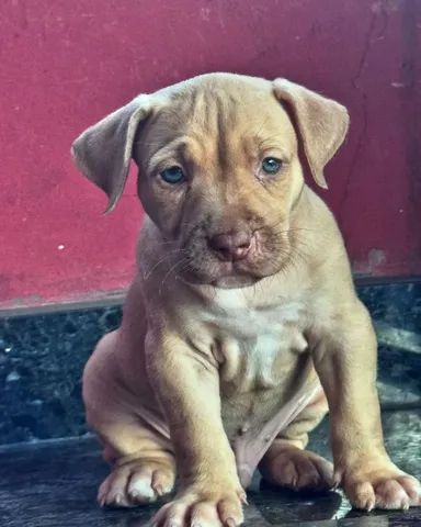 "pit monster canil" no Brasil