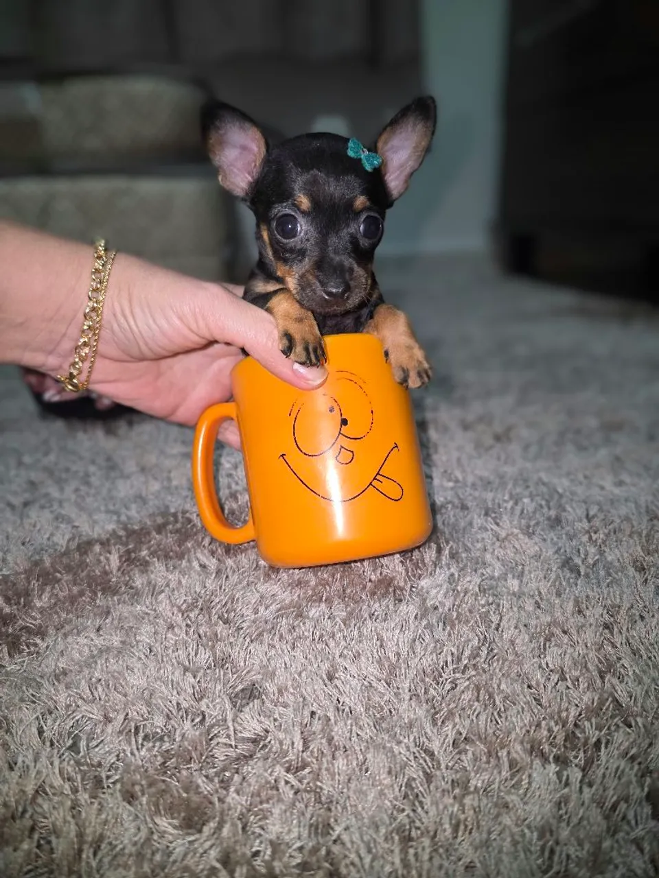"pinscher 0" - Cachorros no Brasil
