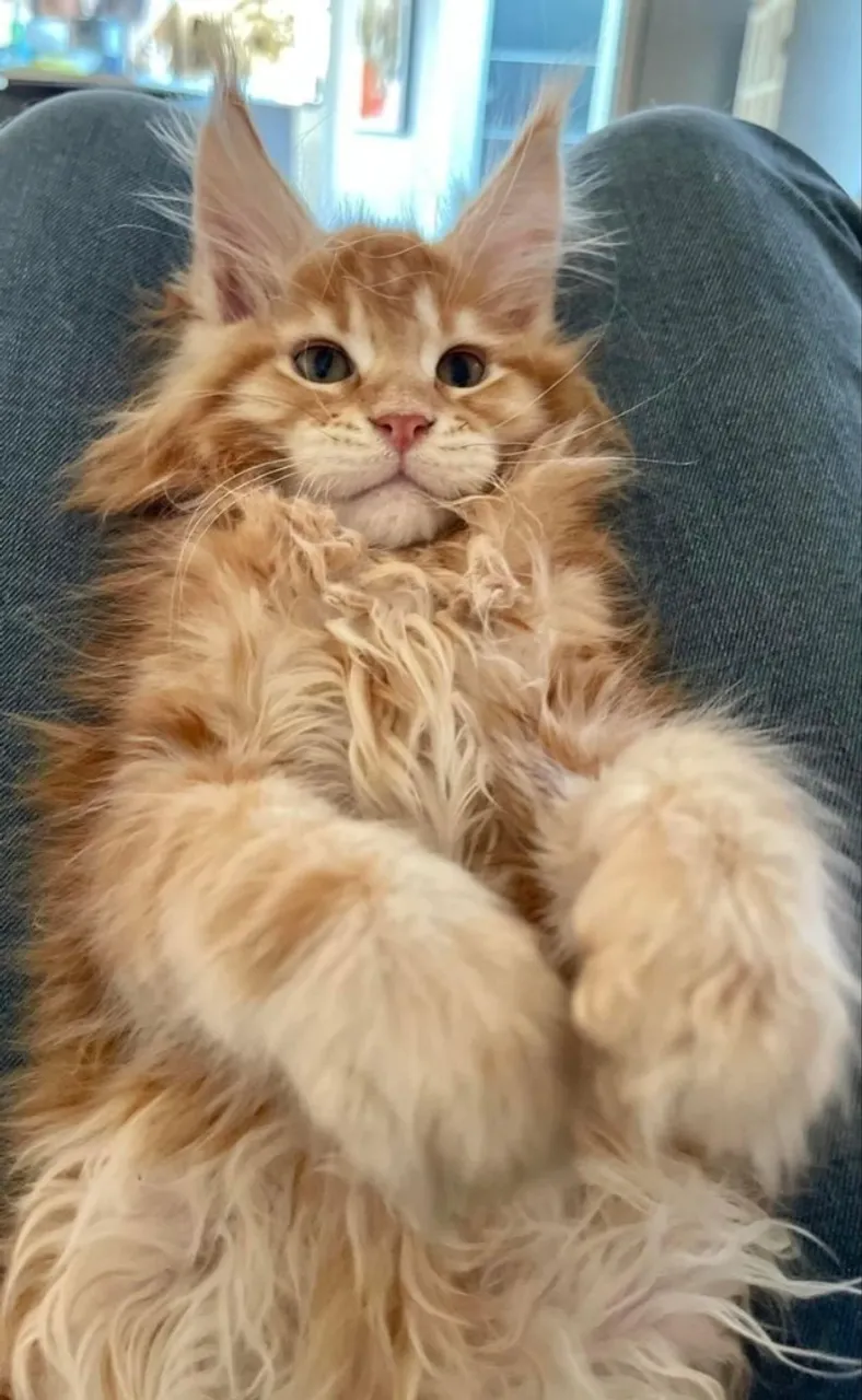 "maine coon" - Gatos no Brasil
