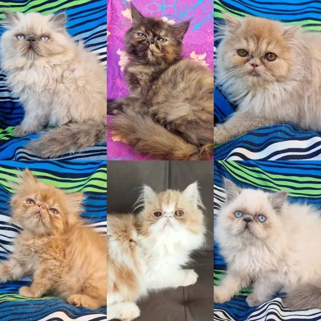 "persa himalaio" no Brasil